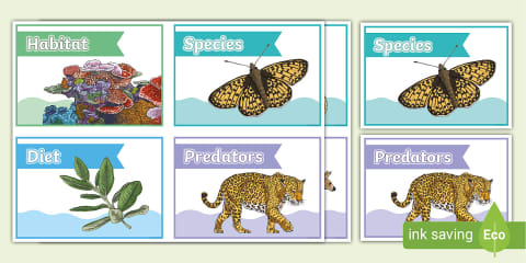 EAL Survival Vocabulary Cards - Czech