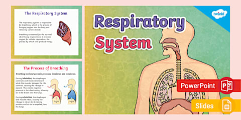The Respiratory System Labelling Activity Sheet