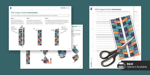 DNA Simple Diagram Activity Sheet - Biology - Beyond