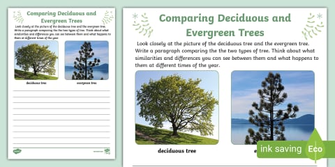 Evergreen and Deciduous Trees Information Poster