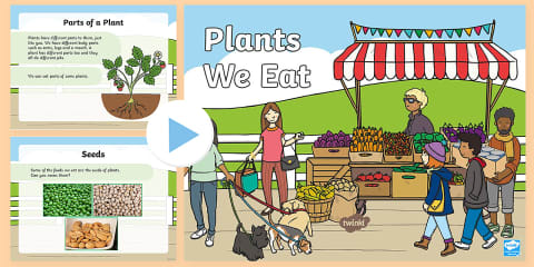 Plant Parts We Can Eat Display Poster