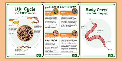Earthworm Life Cycle Cut and Paste Worksheet for PreK-K