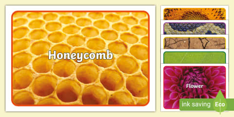 Patterns in Nature Display Poster - patterns in nature, nature, display ...