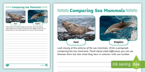 Comparing Birds Worksheet