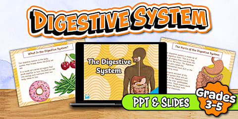 Human Digestive System Labeling Worksheet for 3rd-5th Grade