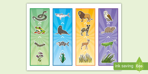 Antarctic Animals Food Chain Display Poster
