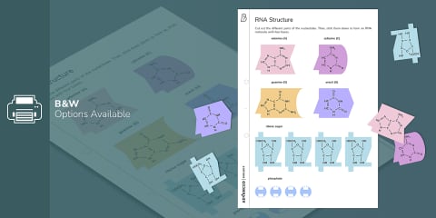 Comparing DNA and RNA Worksheet