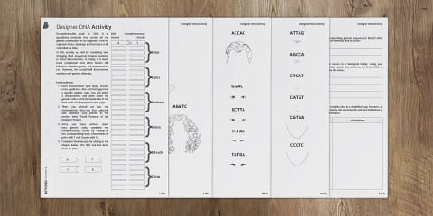 DNA Simple Diagram Activity Sheet - Biology - Beyond