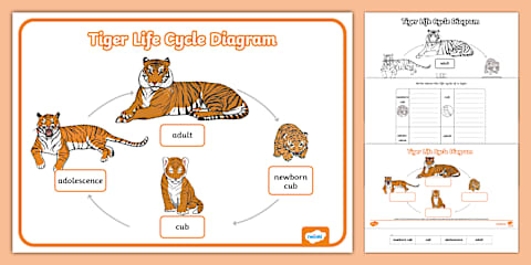 Life Cycle of a Dog Worksheet