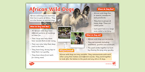 Preschool - African Animals - African Wild Dog Facts - Mini Book (CAPS ...