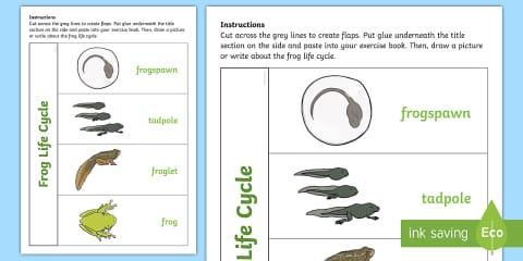 Life Cycle of a Bilby PowerPoint