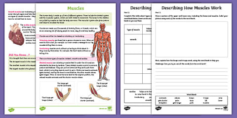 Muscle Labelling Activity - Resource | Muscular System Label