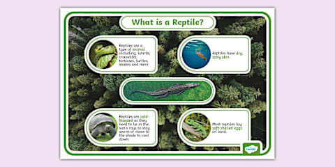 Types of Animals | Animal Class Display Posters | Twinkl