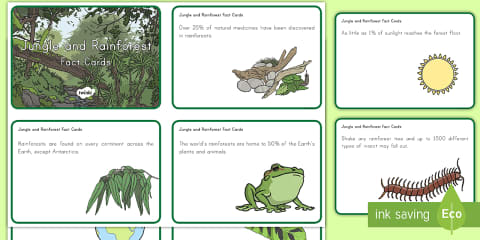 Rainforests Fact Cards