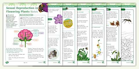 Grade 7 Life and Living Lesson Plan - Sexual Reproduction in Plants
