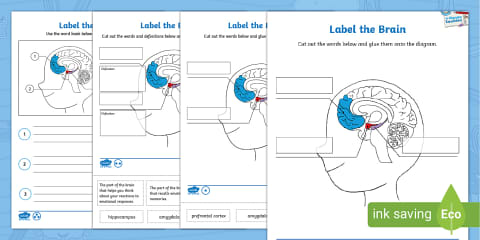 Brain Labelling Worksheet | Teacher-made Worksheet | Twinkl