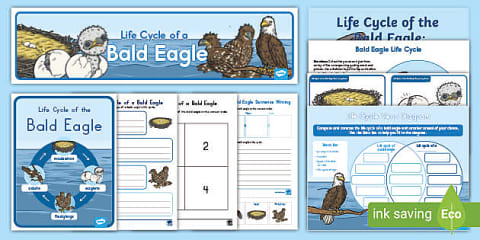 Life Cycle of a Bald Eagle Poster