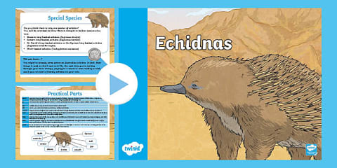 Australian Animals Echidna Resource Pack