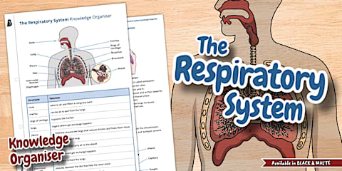 The Respiratory System PowerPoint