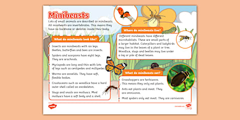 Insects Fact Cards Template