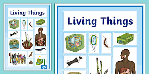 Living and Non-Living Things Comparison Mind Map
