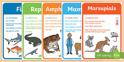 Animal Groups Sorting Cards Photos