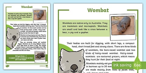 Life Cycle of a Wombat Display Poster | Australian Animals