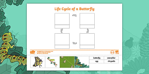 KS1 Butterfly Life Cycle Non-Fiction Reading Comprehension Activity