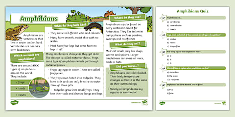 Frogs Fact File