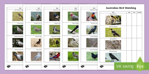 Aussie Backyard Bird Count Activity Sheet