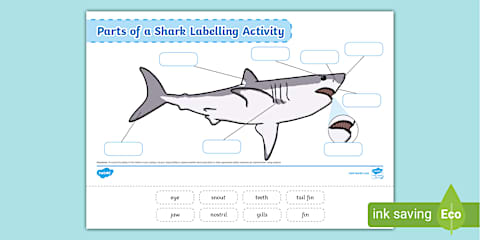 Parts of a Shark Labelling Worksheet | Shark Diagram