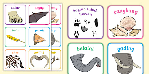 Indonesian Animals: Upper Primary Activity Pack