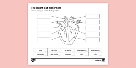 The Human Heart Reading Worksheet for 3rd-5th Grade