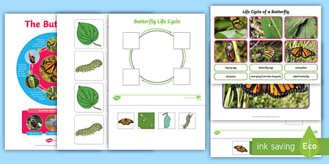 Butterfly Life Cycle Word and Picture Matching Worksheet