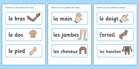 French Body Parts Vocabulary Cards