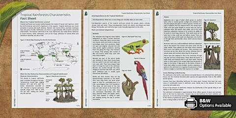 GCSE AQA Tropical Rainforest Characteristics Reading Comprehension