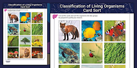 Biodiversity and Interdependence: Display Posters