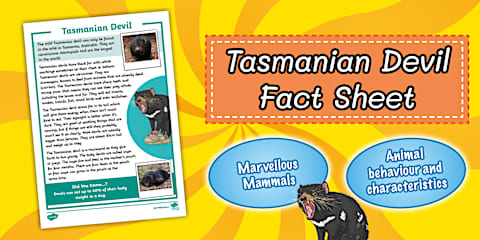 Bilbies Fact Sheet