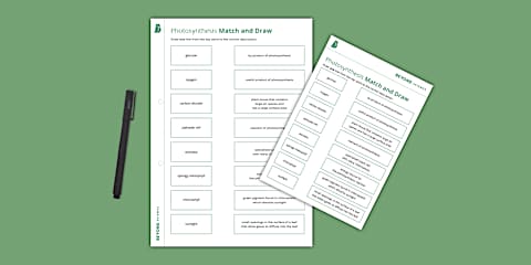 Limiting Factors of Photosynthesis Worksheet