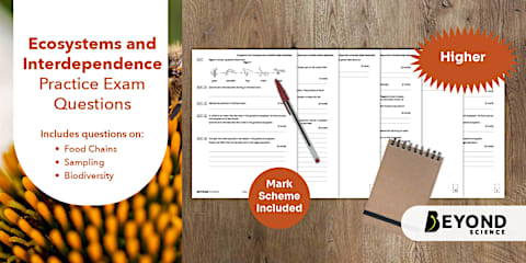The Digestive System Storyboard