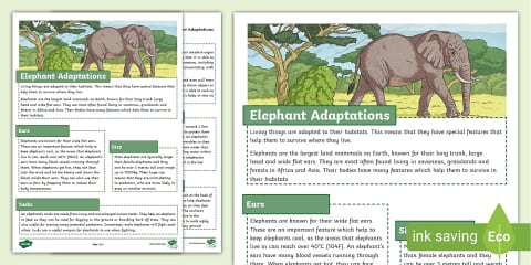 Meerkat Adaptations Fact File