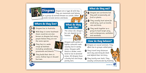 Parts of a Dingo Worksheet / Worksheets - Australian animals, animal ...