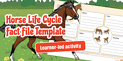 Horse Life Cycle Poster