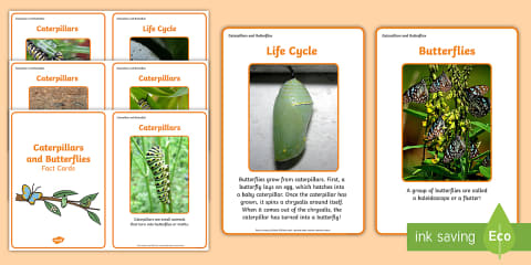 Butterfly Reading Comprehension Pack