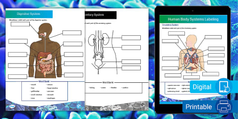 Hands-on Circulatory System: Label the Circulatory System Lab Station ...