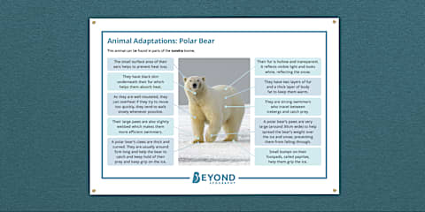 International Polar Bear Day Display Fact Poster