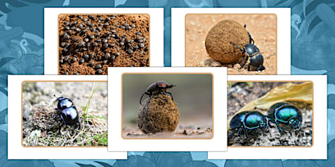 Dung Beetle Life Cycle Poster