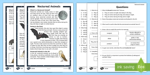 LKS2 All About Bats Reading Comprehension Activity