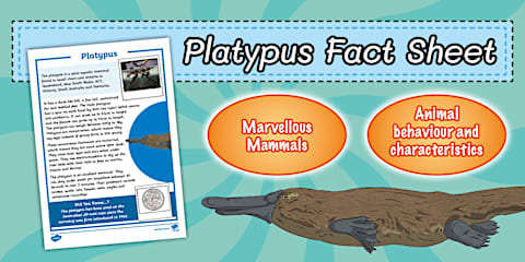 Parts of a Platypus Worksheets