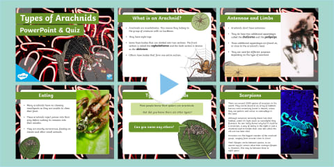 First Grade Insects and Arachnids Activity Pack